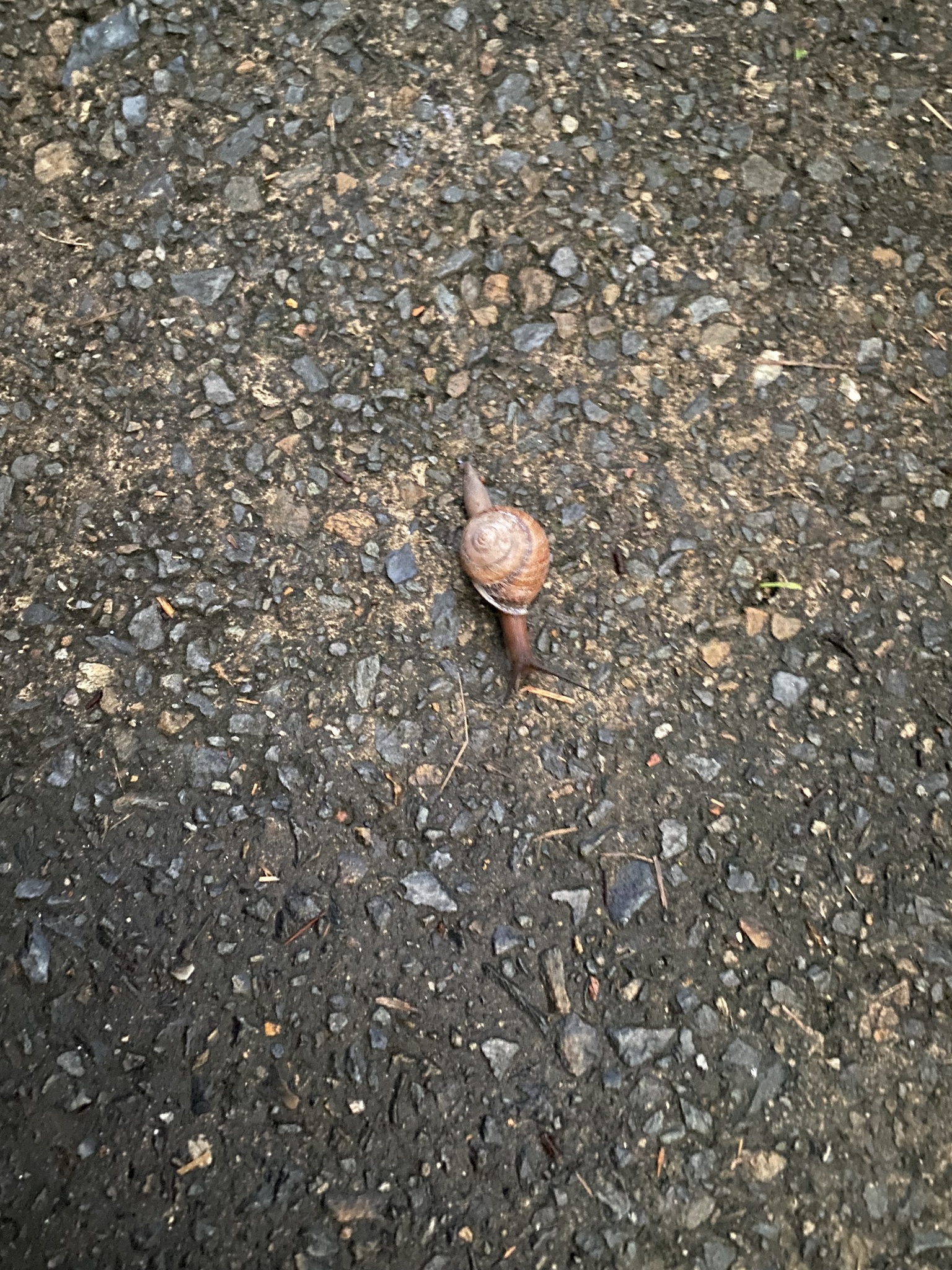 Sphaerospira Mörch, 1867