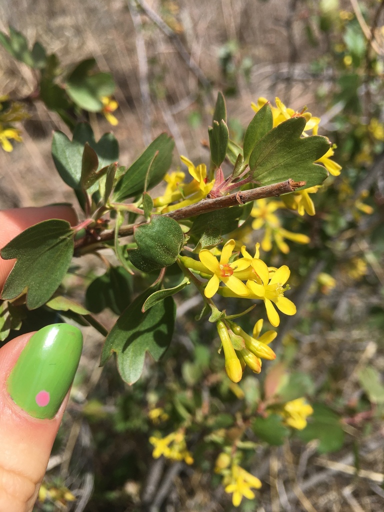 golden currant from Hulls Gulch Reserve, Boise, ID, US on April 27 ...
