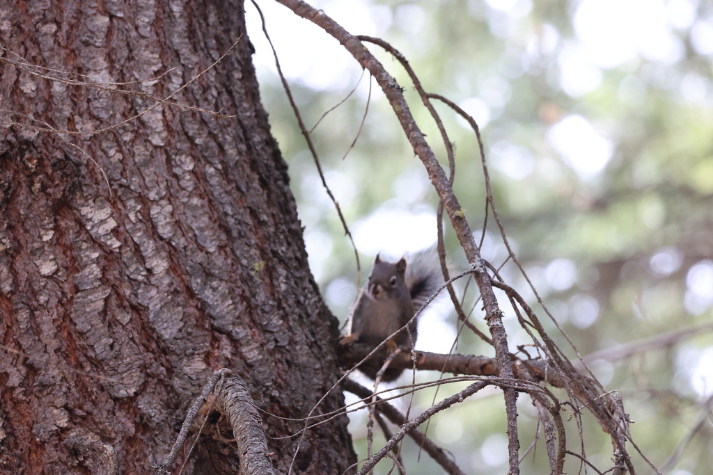 American Red Squirrel from Okanogan County, WA, USA on April 27, 2023 ...