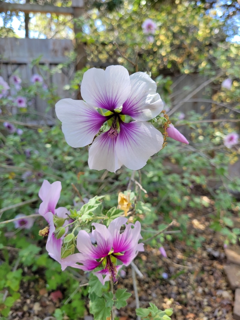Sea Mallow from Fremont, CA 94555, USA on April 27, 2023 at 02:49 PM by ...