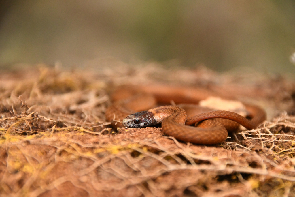 Florida Redbelly Snake from Okaloosa County, FL, USA on April 25, 2023 ...