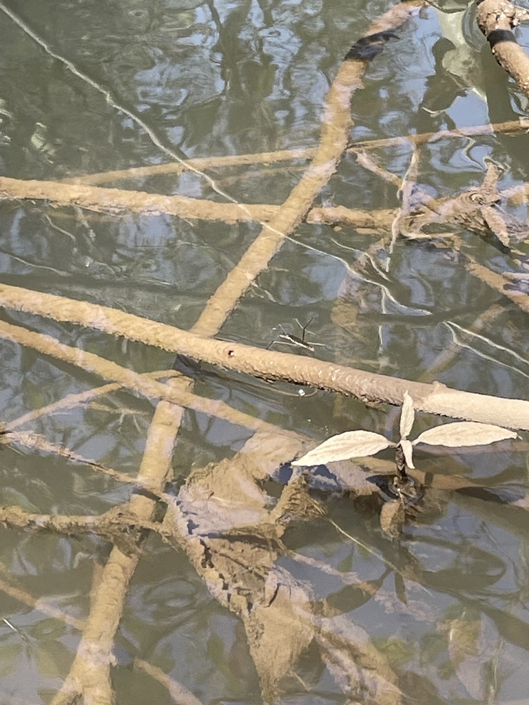 Gerrini from Avery Park And Natural Area, Corvallis, OR, US on April 27 ...