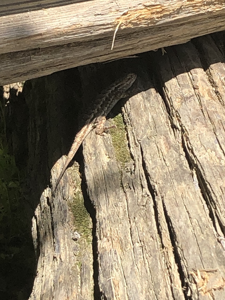 Western Fence Lizard from Hillcrest Ct, Oakland, CA, US on April 26 ...