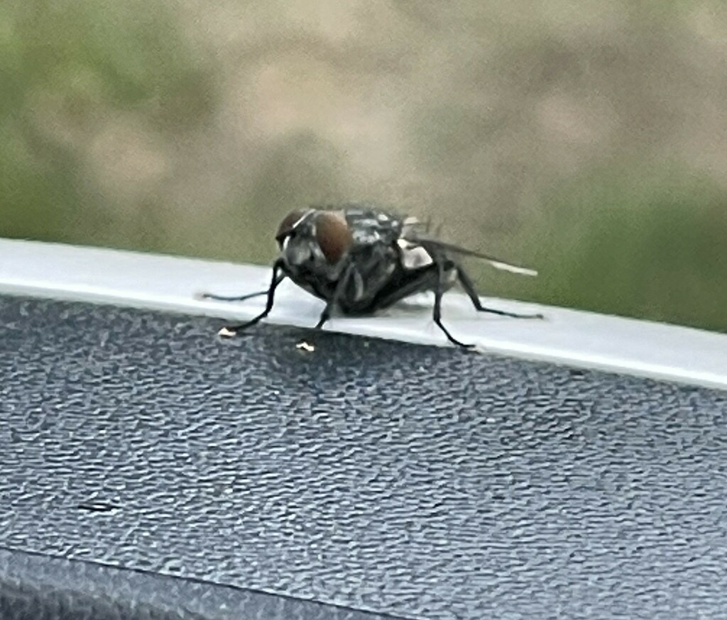 Flesh Flies and Satellite Flies from Olathe, KS, USA on April 27, 2023 ...