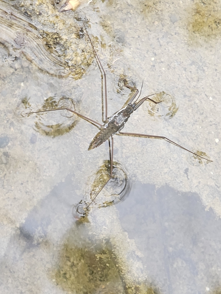 Common Water Strider in April 2023 by Laura Moorman. Shallow creek ...