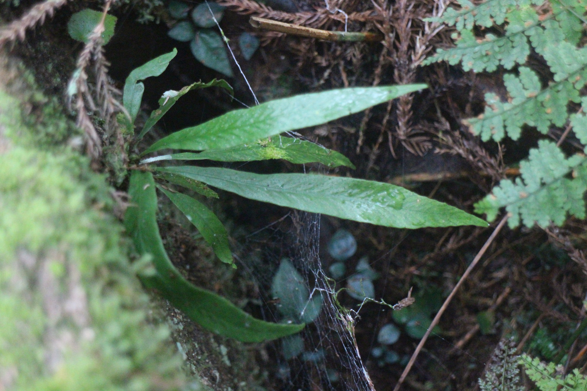 Asplenium ensiforme Wall.