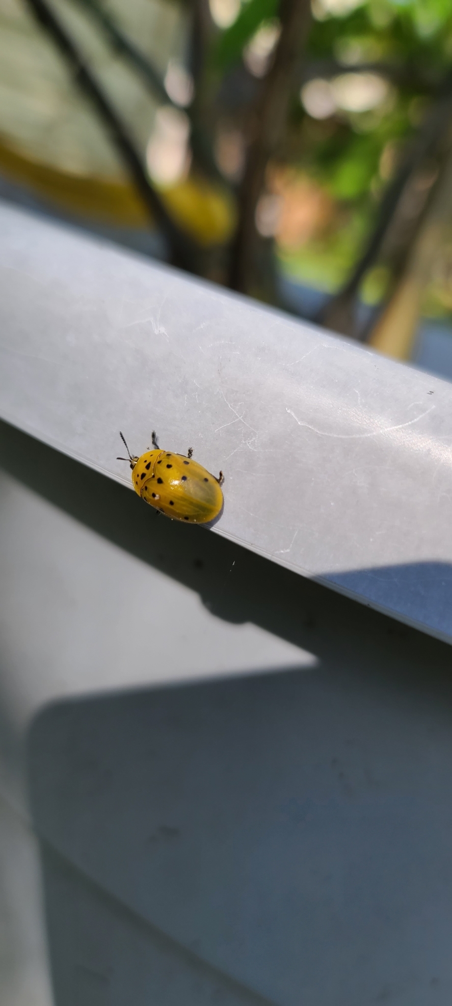 Chelymorpha cassidea (Fabricius, 1775)