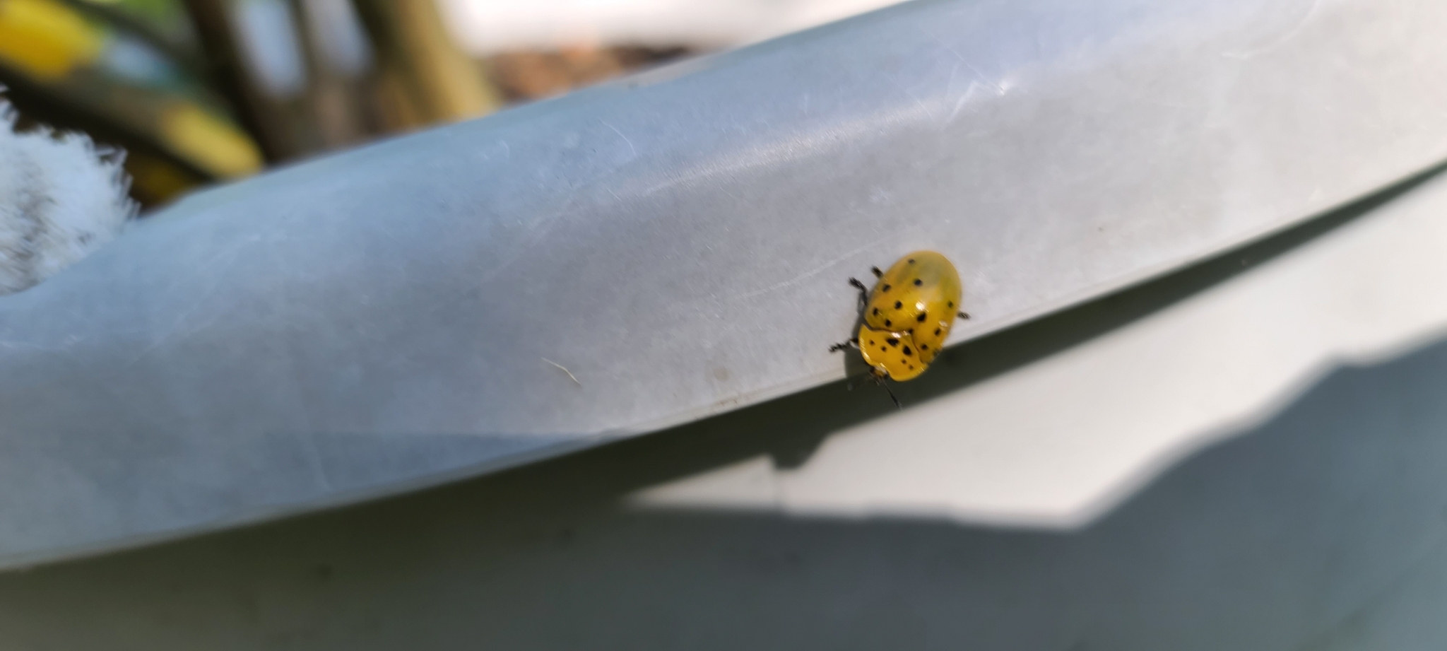 Chelymorpha cassidea (Fabricius, 1775)