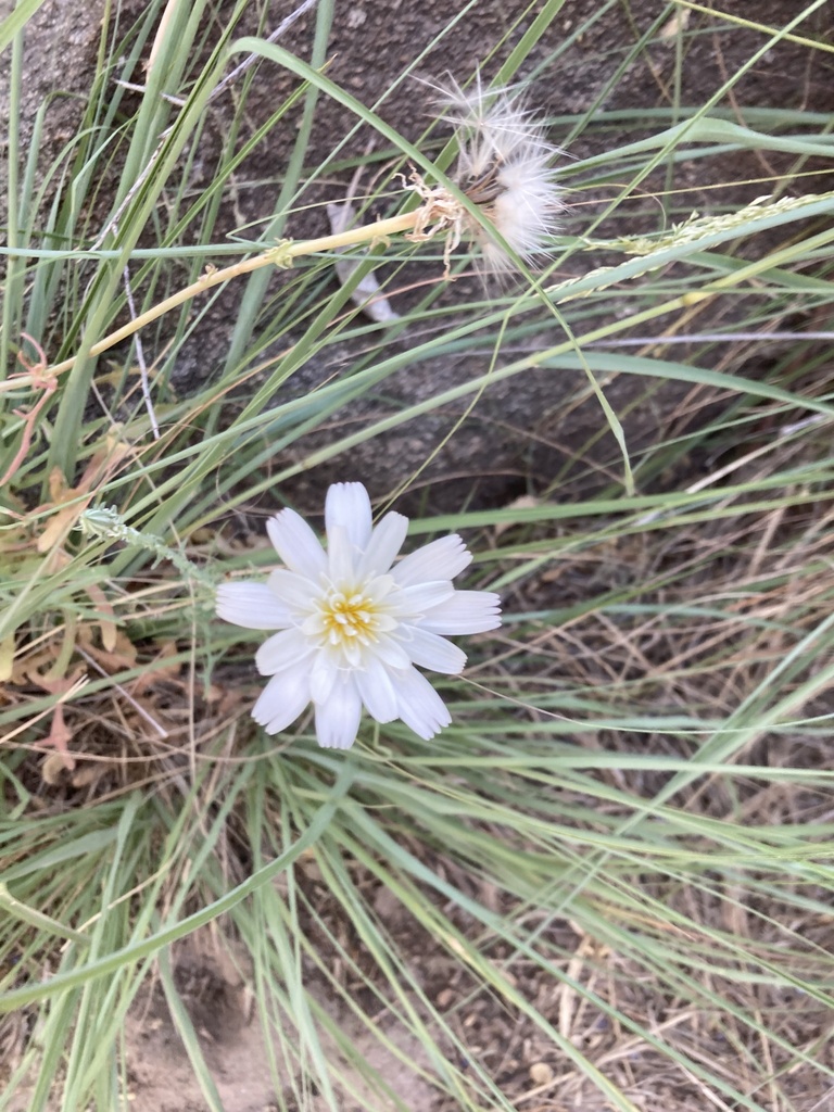 white tack-stem from N Verde Canyon Pl, Tucson, AZ, US on April 27 ...