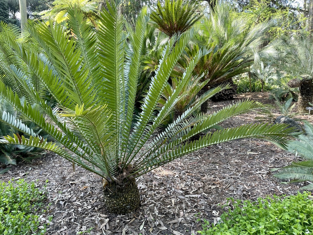 bread palms from Los Angeles County Arboretum and Botanic Garden ...