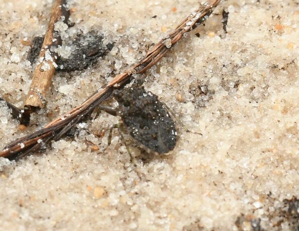 Big-eyed Toad Bug from Walton County, FL, USA on April 26, 2023 at 12: ...