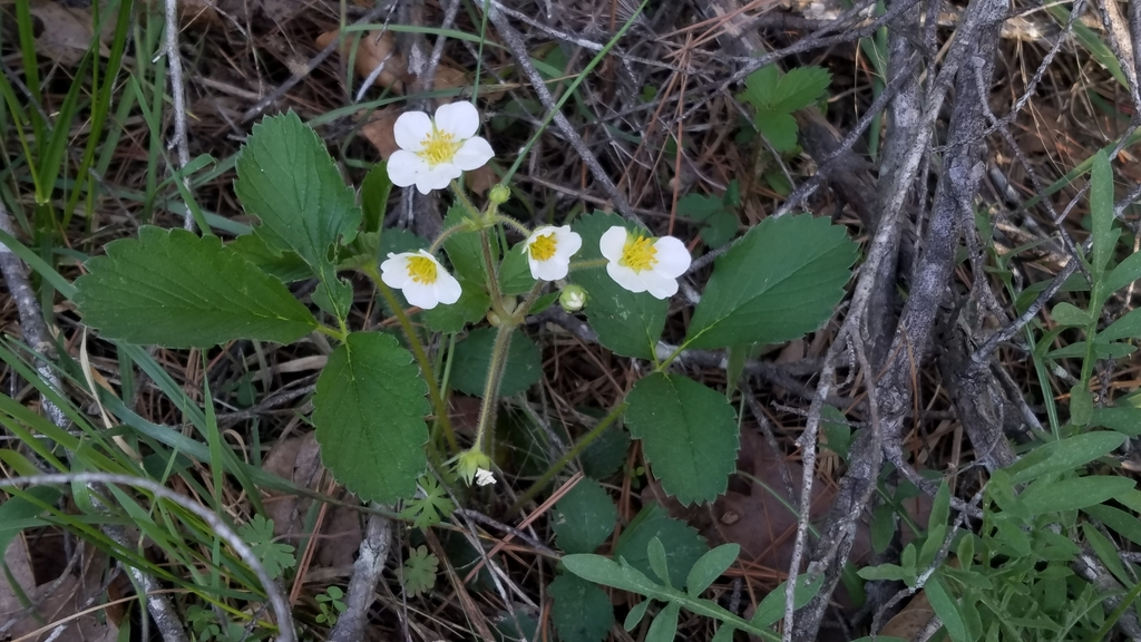 Virginia strawberry from Huntsville, AR 72740, USA on April 23, 2023 at ...