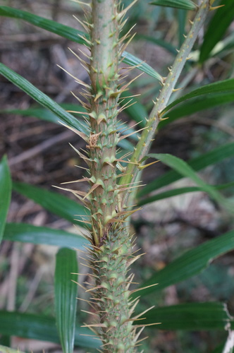 Rattan Palms (Genus Calamus) · iNaturalist United Kingdom