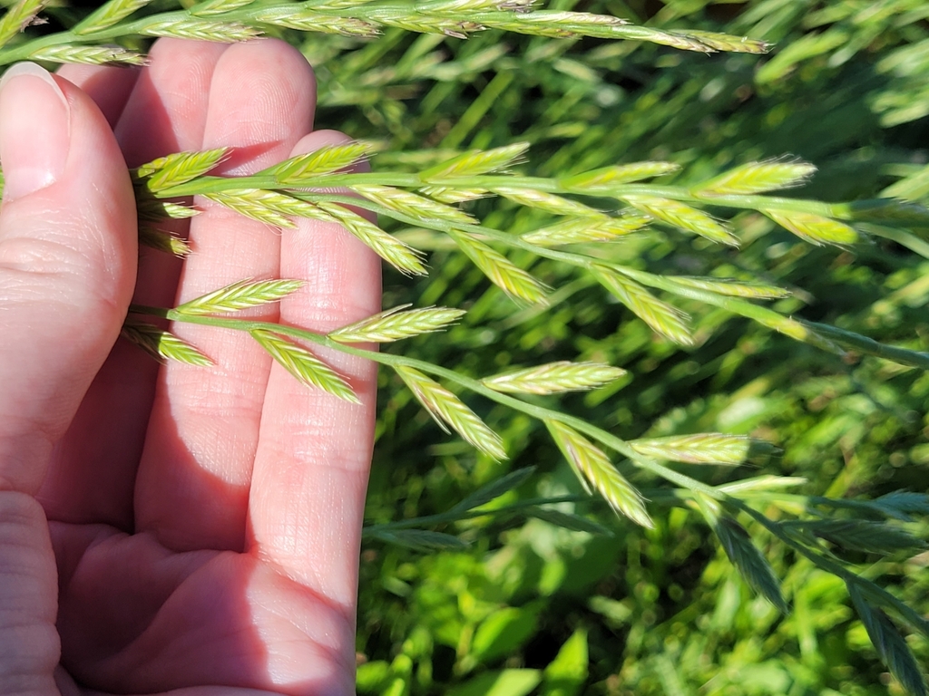 Ryegrasses from College Station, TX 77840, USA on April 27, 2023 at 05: ...