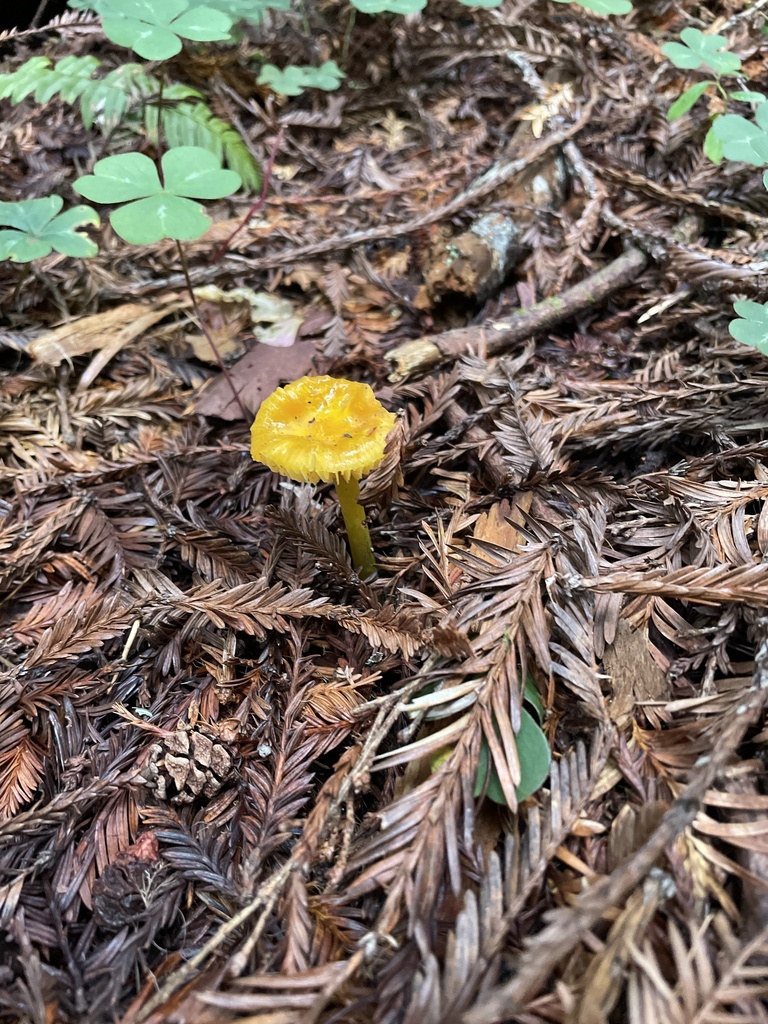 Fungi Including Lichens from Prairie Creek Redwoods, Prairie Creek ...