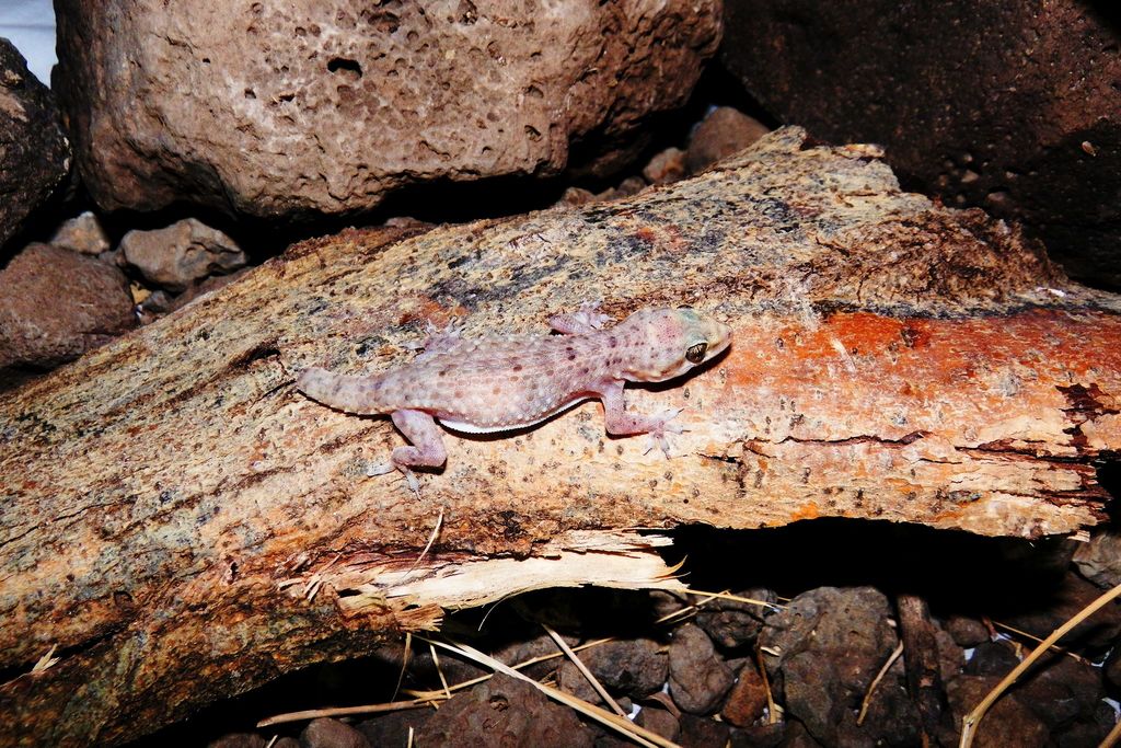 Awash Half-toed Gecko from Afar Zone 3, Etiopie on November 23, 2012 at ...