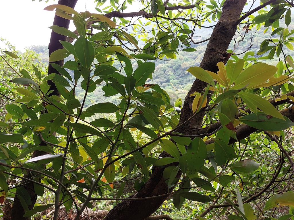 Red Machilus from 台灣台北 on April 27, 2023 at 12:42 PM by 胡正恆(Jackson Hu ...