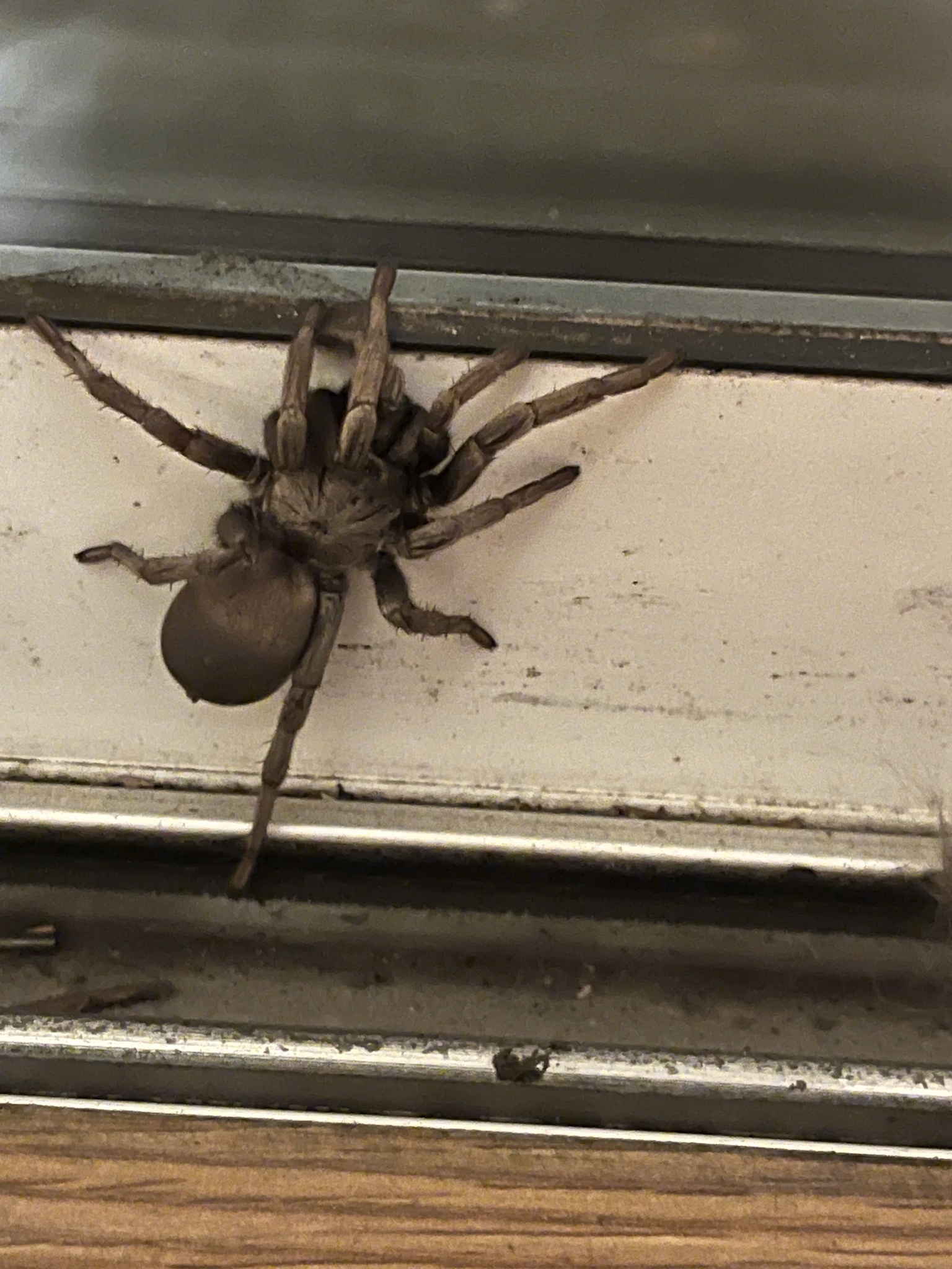 Calisoga longitarsis (Simon, 1891)