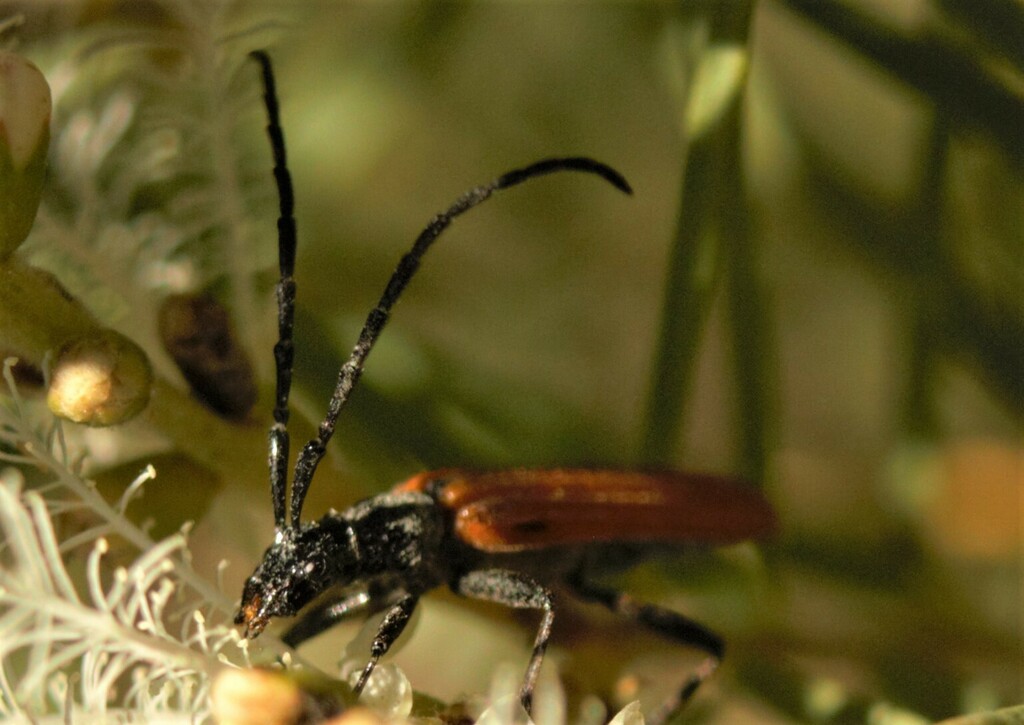 Stenoderus from Brisbane QLD, Australia on November 06, 2016 at 10:29 ...