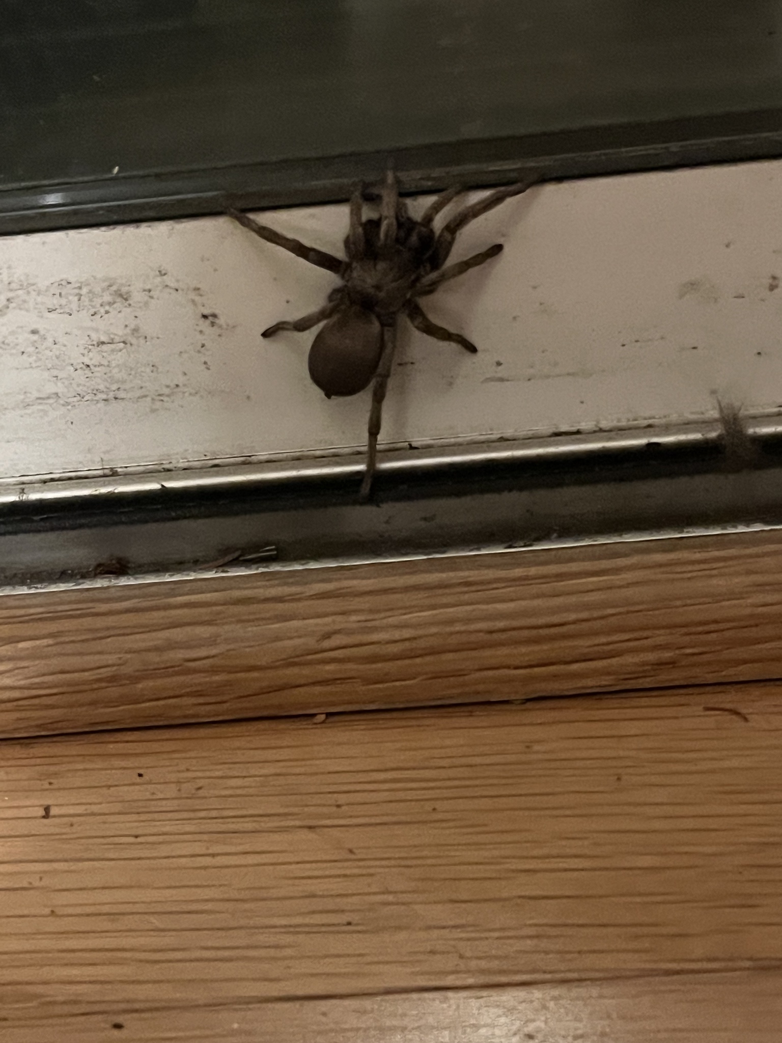 Calisoga longitarsis (Simon, 1891)