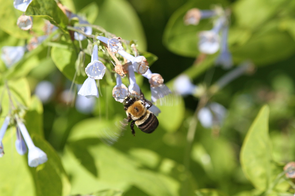 Eastern Carpenter Bee from 1039 E 57th St, Chicago, IL 60637, USA on ...