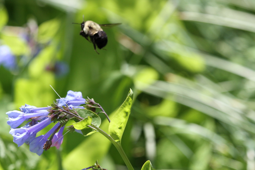 Common Eastern Bumble Bee from 1039 E 57th St, Chicago, IL 60637, USA ...