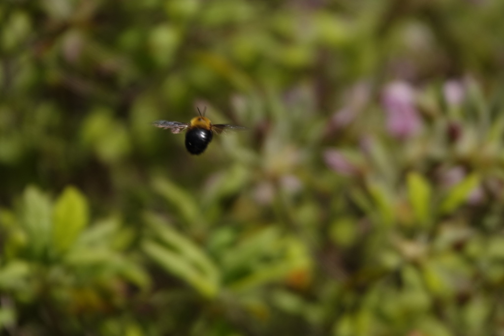 Japanese Carpenter Bee from Ukyo Ward, Kyoto, Japan on April 23, 2023 ...