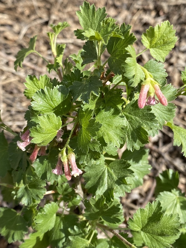 wax currant in April 2023 by Elliott Gordon. First flowers on my plants ...