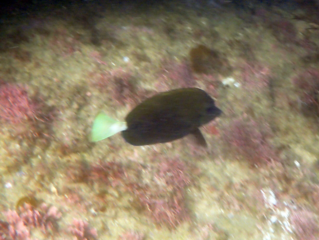 Scalpel Sawtail (Prionurus scalprum) - Marine Life Identification