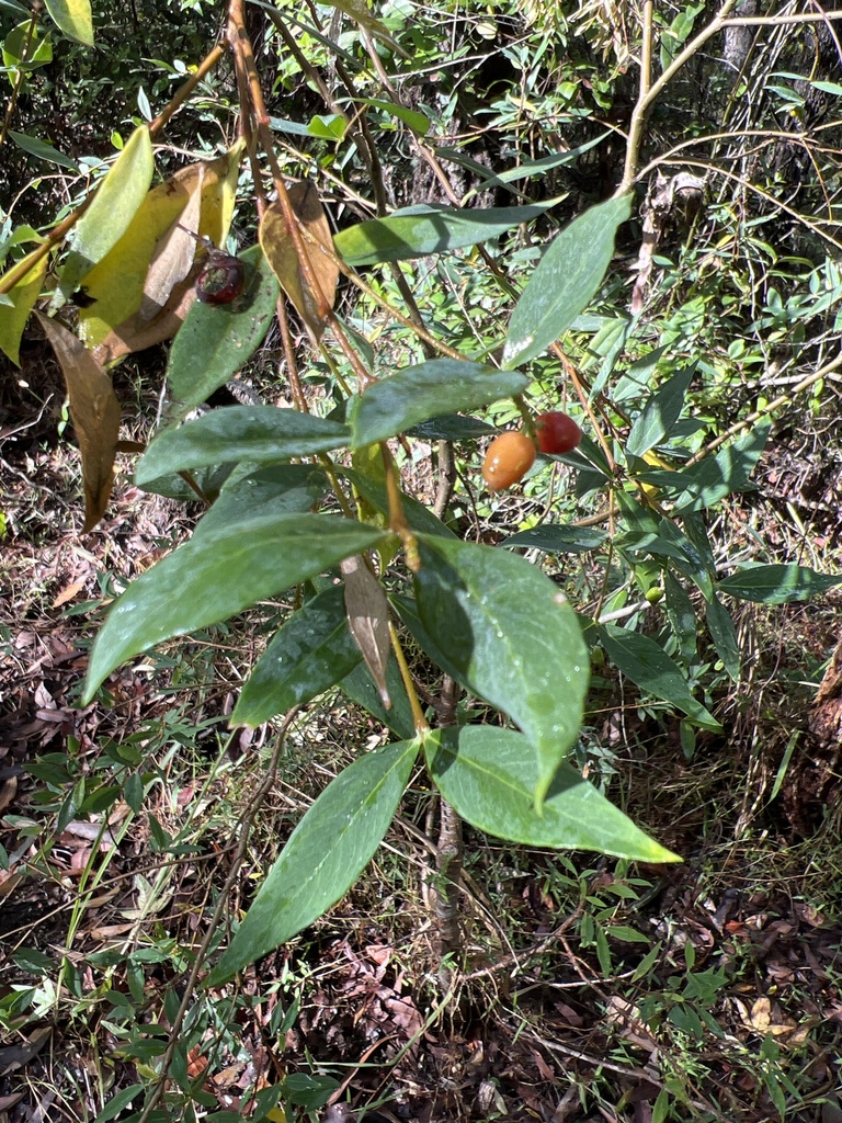 Bootlace Plant from Roy Henzell Park, Caloundra, QLD, AU on April 28 ...