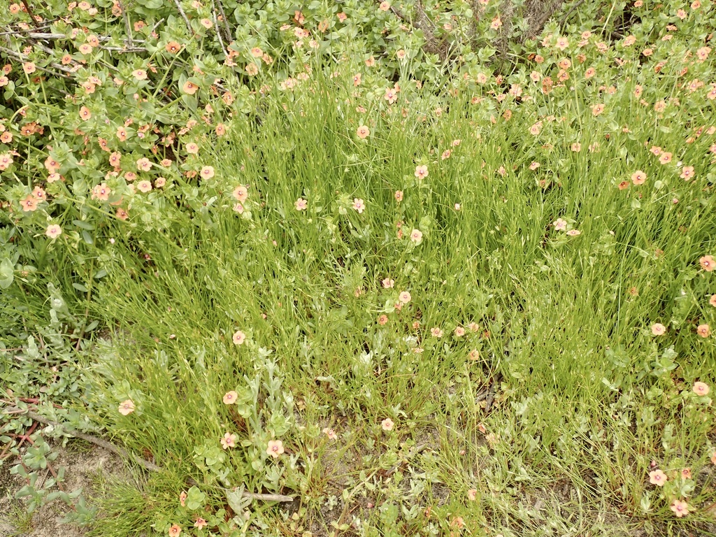 Toad rush from Aliso and Wood Canyons Wilderness Park, Laguna Beach, CA ...