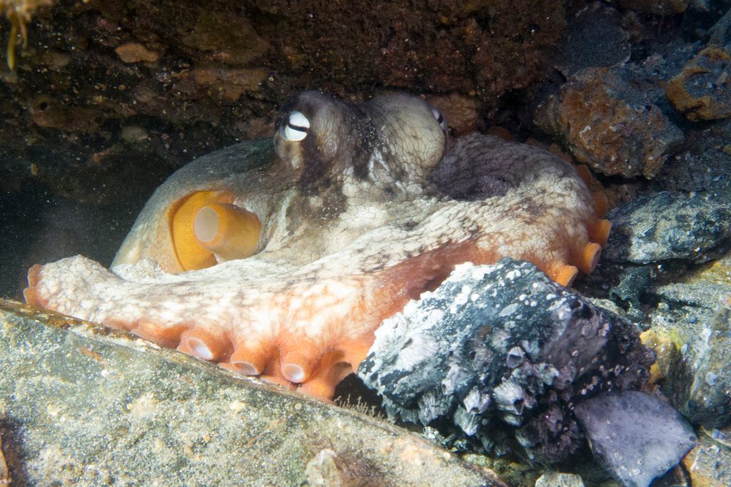 Common Sydney Octopus from Narooma NSW 2546, Australia on April 26 ...