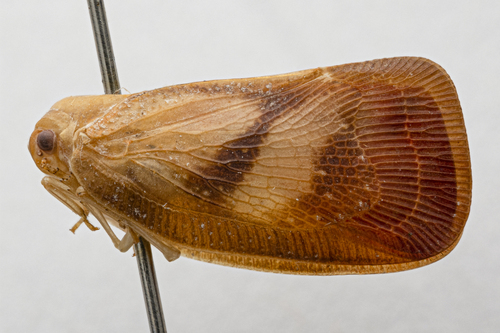 Ormenis planata · iNaturalist