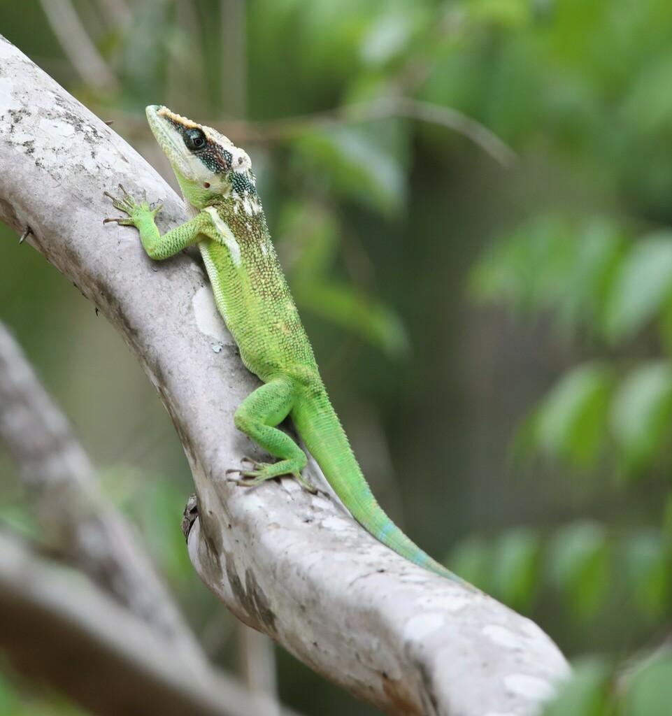 Knight Anole from Cuba on April 07, 2023 at 12:55 PM by pegmorgan75 ...