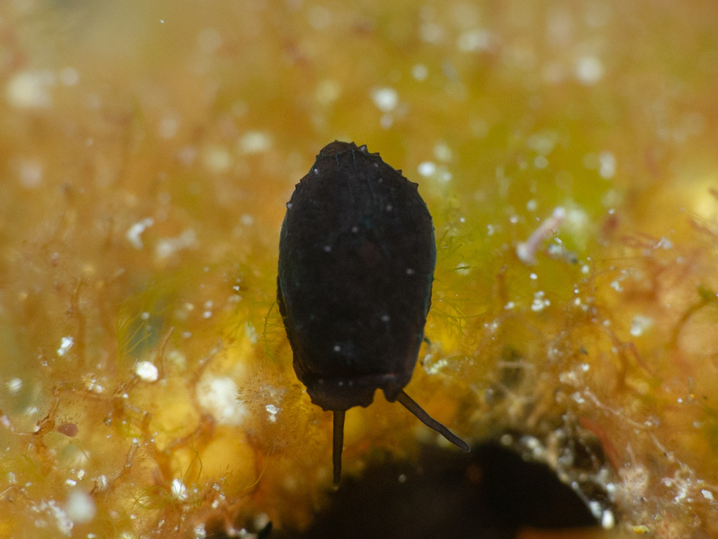 Margin Shells from 9HGJ+372, West Bay, Cayman Islands on April 22, 2023 ...