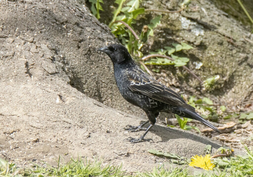 Red-winged Blackbird from Lorain County, OH, USA on April 27, 2023 at ...