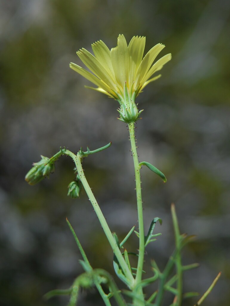 yellow tack-stem from Kern County, CA, USA on April 22, 2023 at 06:51 ...