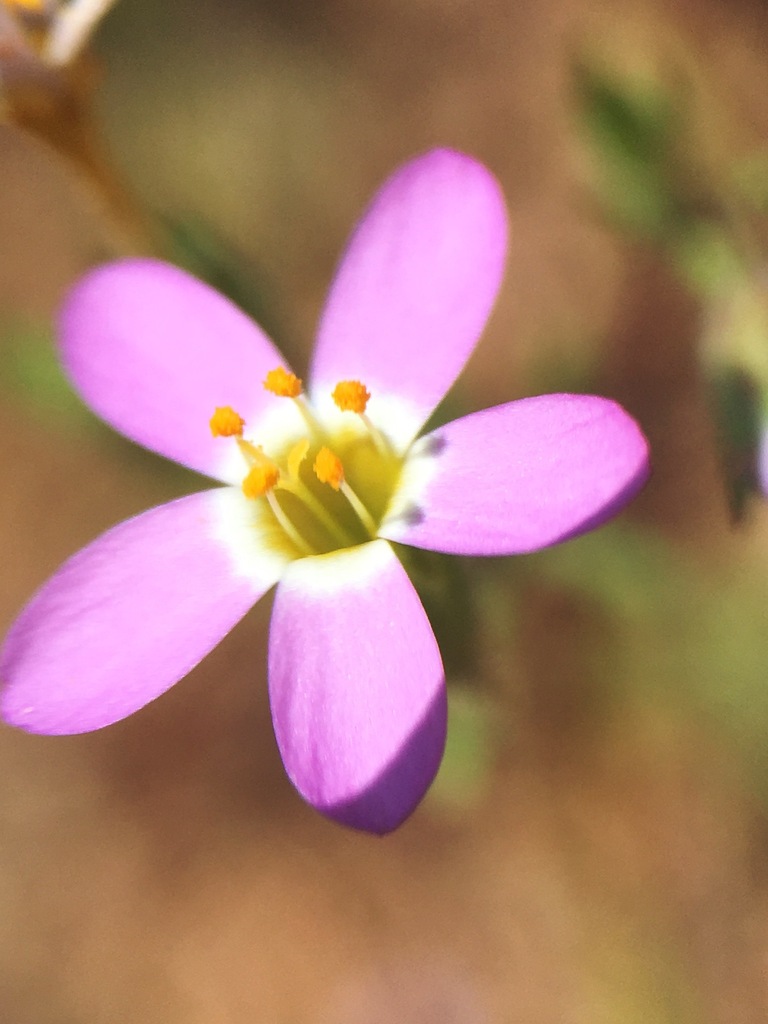 Bolander's linanthus from Contra Costa County, CA, USA on April 27 ...