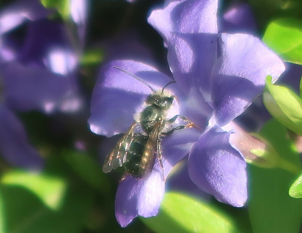 Blue Orchard Bee from St. Catharines, ON, Canada on April 27, 2023 at ...