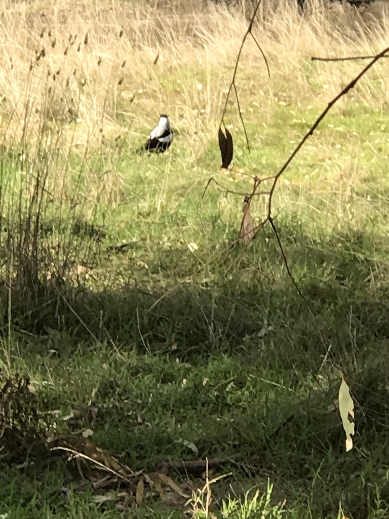 Australian Magpie from Woodlands Historic Park, Greenvale, VIC, AU on ...