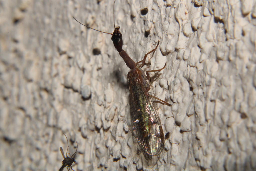 Common Snakeflies from Yuba City, CA, USA on April 26, 2023 at 09:00 PM ...