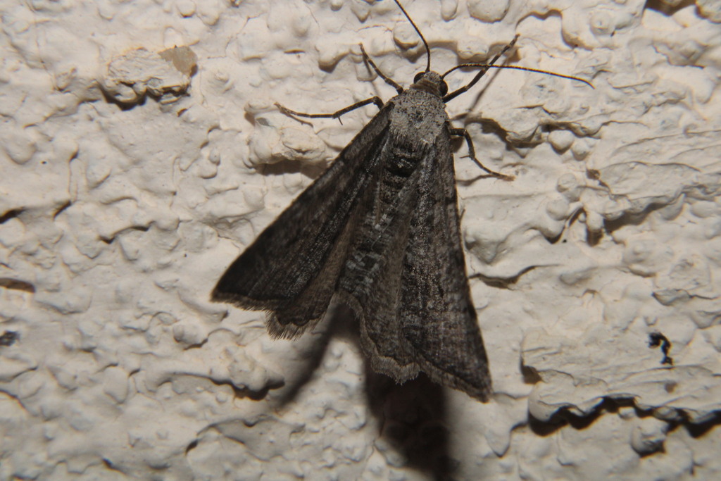Angle Moths and Allies from Yuba City, CA, USA on April 26, 2023 at 09: ...