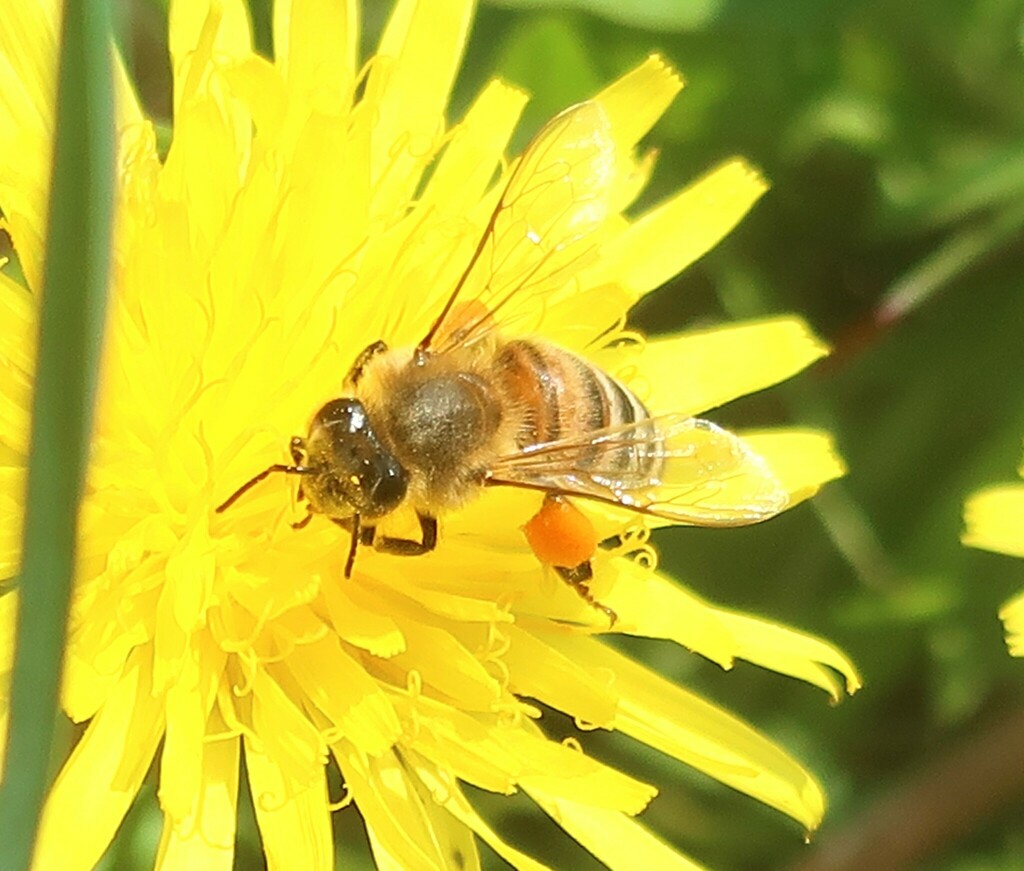 Western Honey Bee from Niagara-on-the-Lake, ON, Canada on April 27 ...