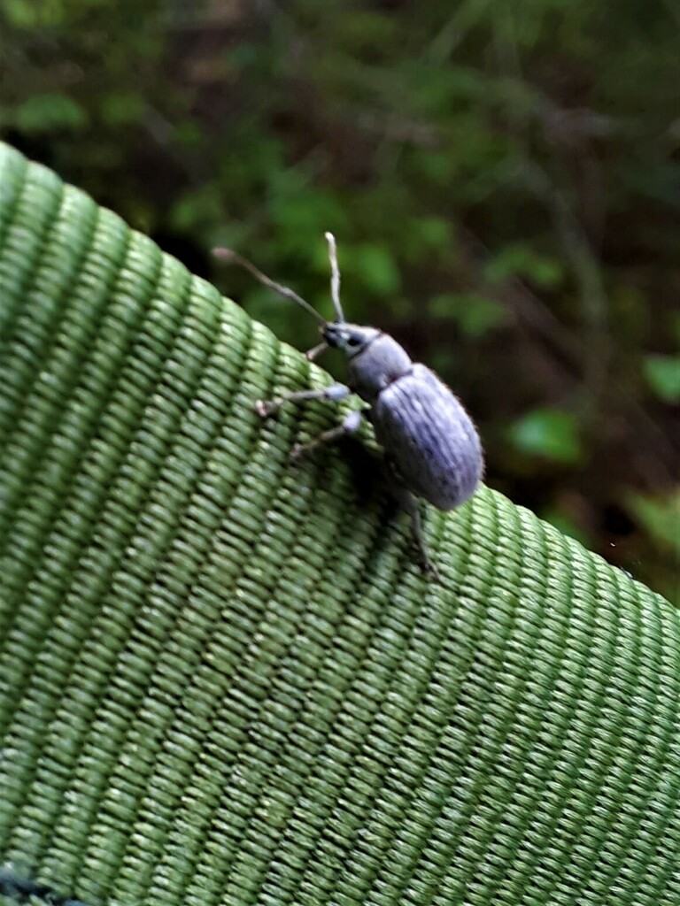 Asian Oak Weevil from Plymouth, MA, USA on August 03, 2021 at 02:23 PM ...