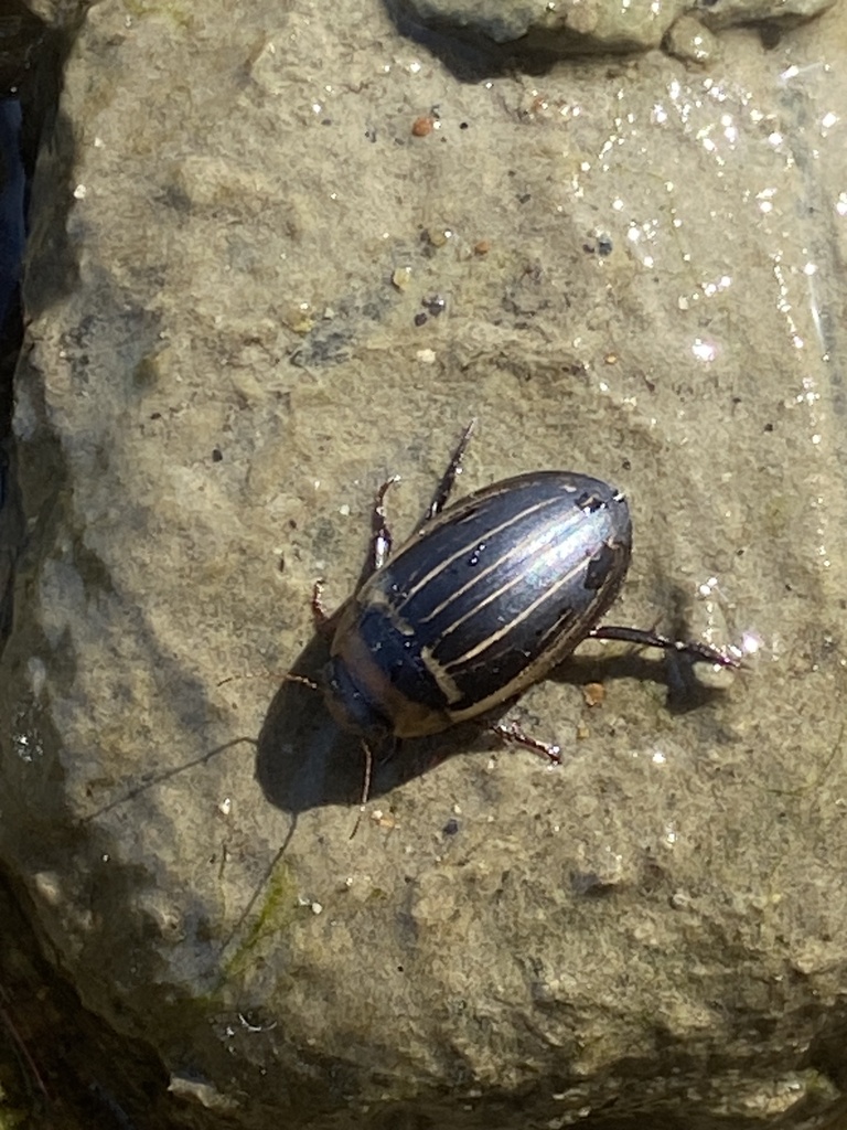 Hydaticus aruspex from Pitt River, Port Coquitlam, BC, CA on April 27 ...