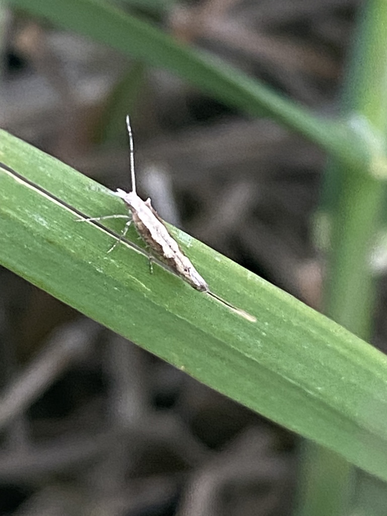 Diamondback Moth from Morocco, IN, US on April 27, 2023 at 07:09 PM by ...