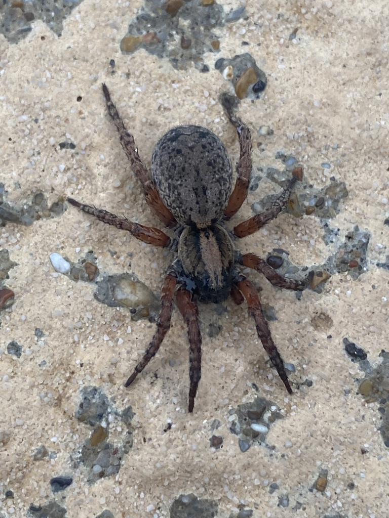 Trochosa sepulchralis from Briarcliff Dr, Arlington, TX, US on April 27 ...