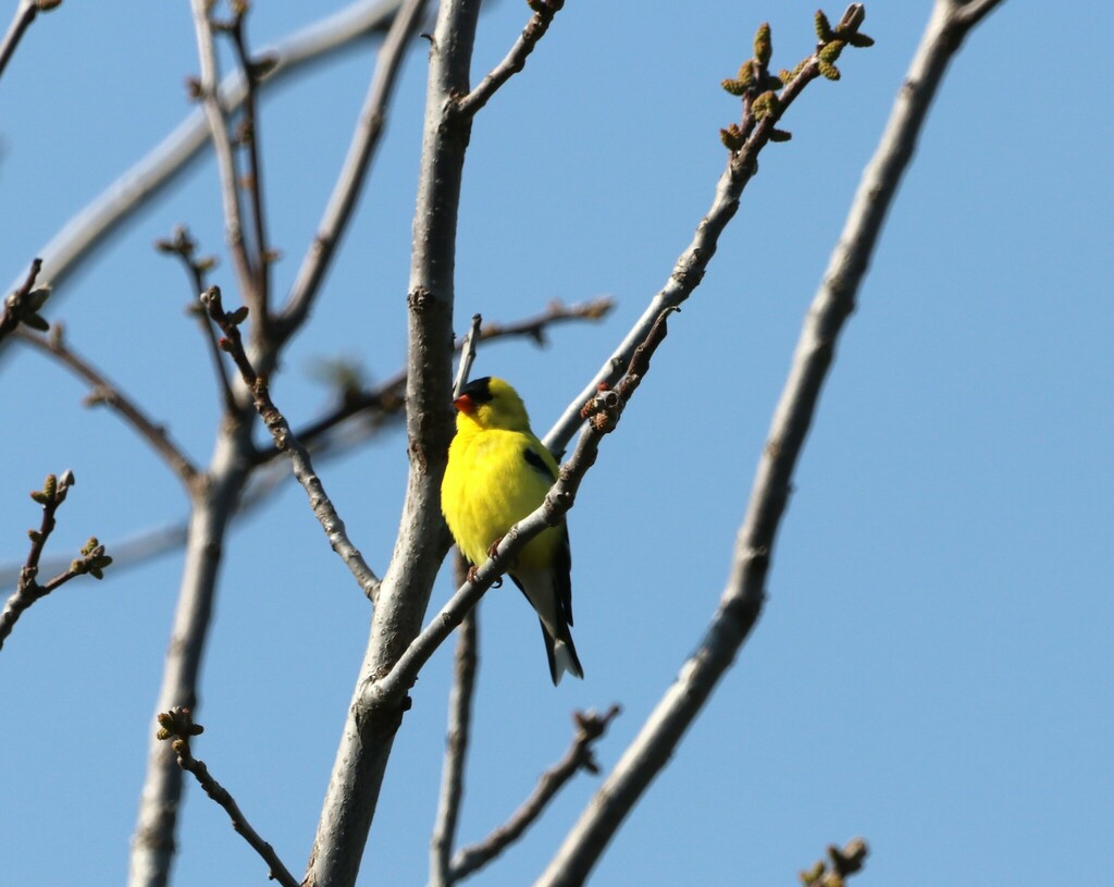 American Goldfinch from Niagara-on-the-Lake, ON, Canada on April 27 ...
