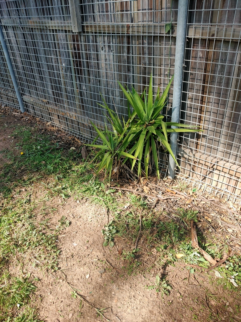 Slender Palm Lily from Blacktown NSW 2148, Australia on April 28, 2023 ...