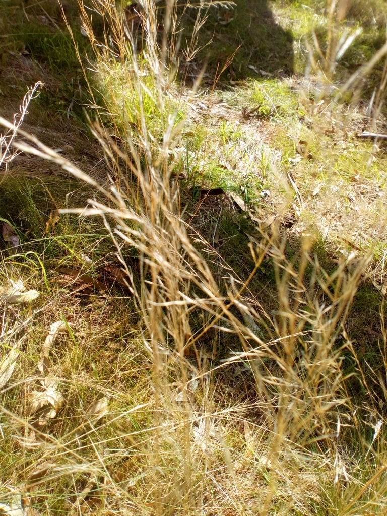 rough speargrass from Hume - Craigieburn, AU-VI, AU on April 28, 2023 ...